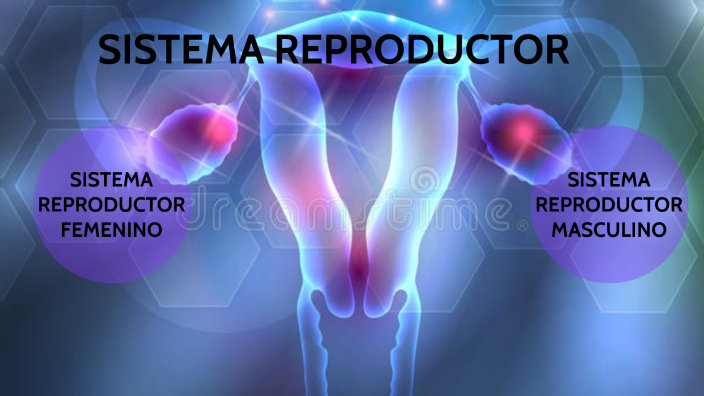 SISTEMA REPRODUCTOR by xilena moreno on Prezi