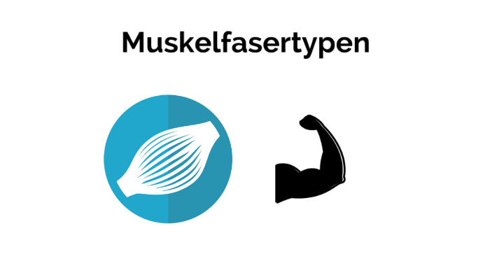 Muskelfasertypen by Luca Daufenbach on Prezi