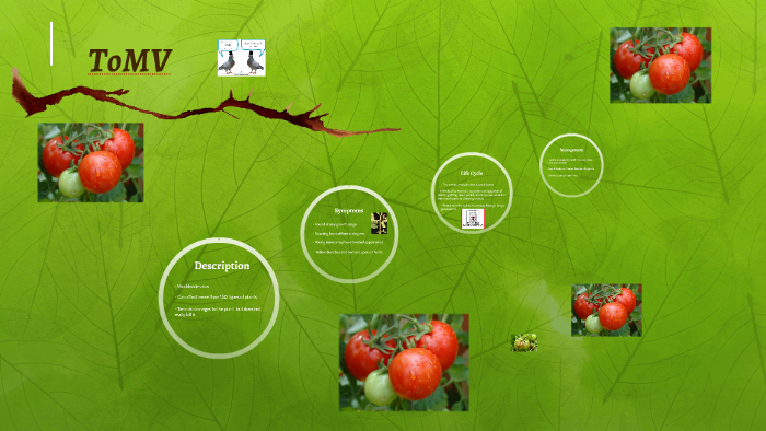 ToMV : Tomato Mosaic Virus by Jamal Zahr