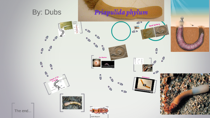 Priapulida by Hannah Duby on Prezi