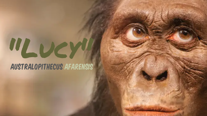 "Lucy", Australopithecus afarensis by Paola Arana on Prezi