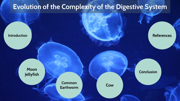 Evolution of the Complexity of the Digestive System by Sarah Bargen on ...