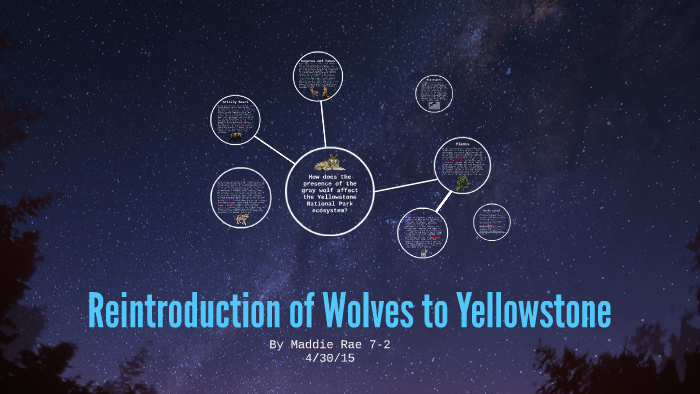 Reintroduction of Wolves to Yellowstone by Maddie Rae on Prezi