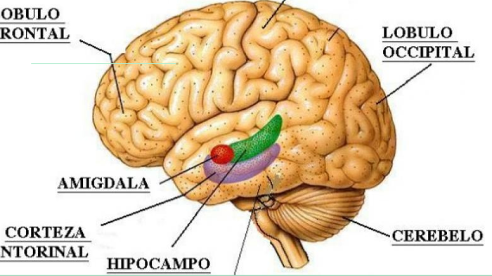 Estructura Subcortical by Iris Rodríguez on Prezi