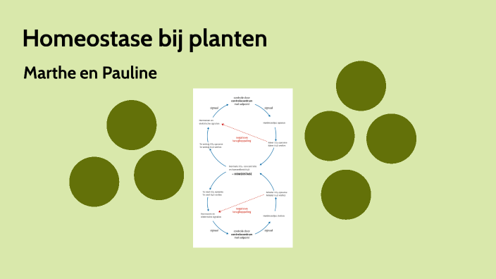 Homeostase bij planten by Pauline Jurriens on Prezi