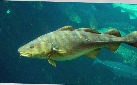 Presentatie Vis by René Kijk in de Vegte on Prezi