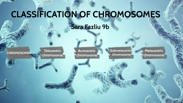 Classification of chromosomes by sara fazliu on Prezi
