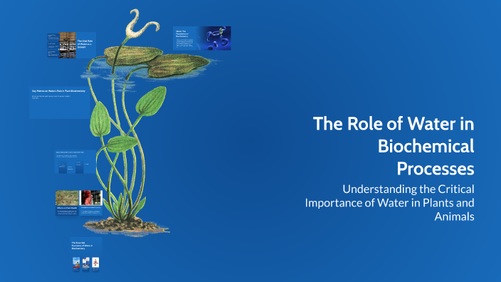The Role of Water in Biochemical Processes by Roge Mae Barrera on Prezi