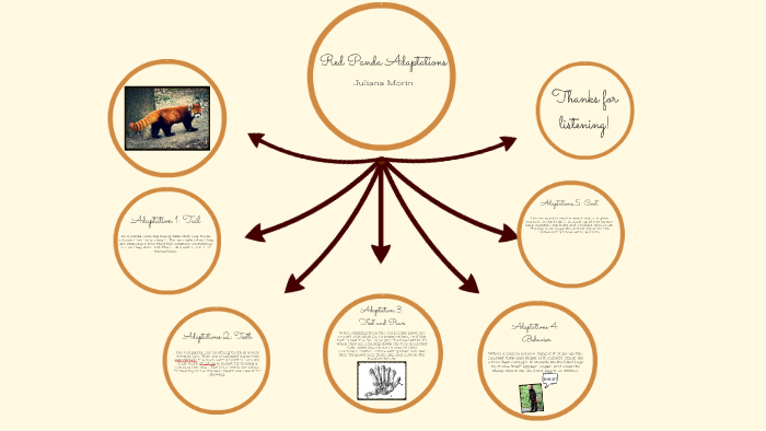 Red Panda Adaptations by Juliana Morin on Prezi