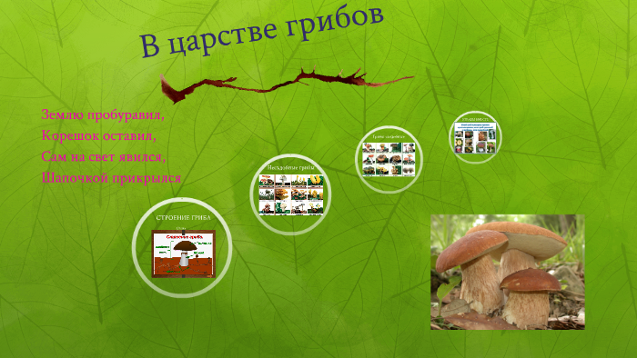 В by Marina Pronina on Prezi