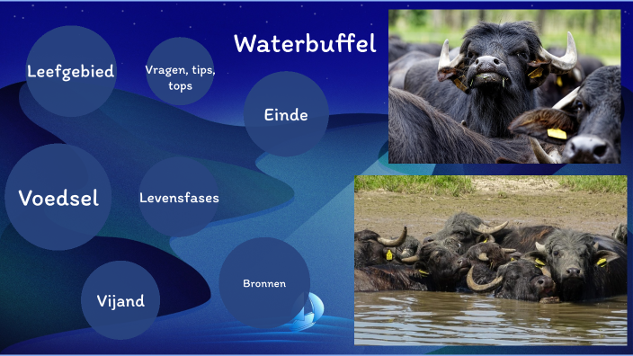 waterbuffel by dunkin donut on Prezi