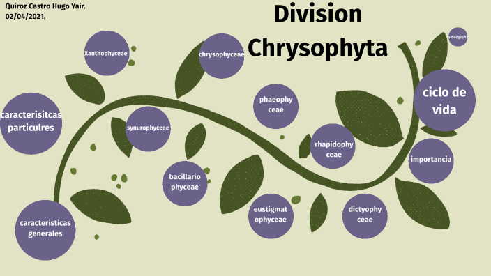 CHRYSOPHYTA by Hugo Yair on Prezi