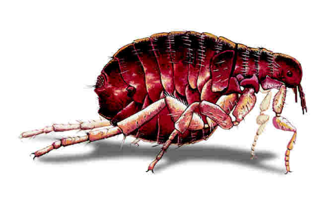 Die Pest by Philipp Loof on Prezi