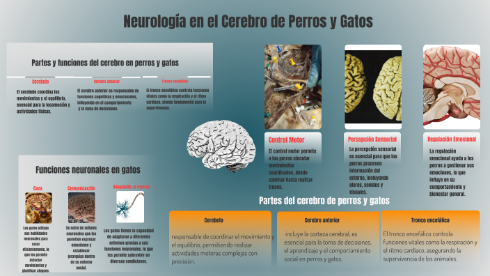 Neurología en el Cerebro de Perros y Gatos by carlos saenz on Prezi
