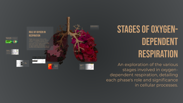 Stages of Oxygen-Dependent Respiration by Çağan Çalışkan on Prezi