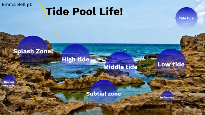 Rocky Intertidal Ecosystem by Emma A. Bell on Prezi