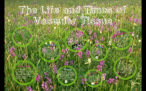 Life and Times of Vascular Tissue by Jordan Horrocks on Prezi