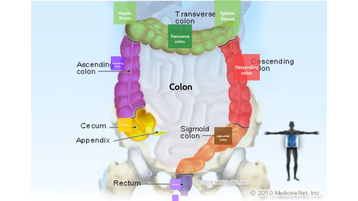 colon targeted drug delivery systems by Eslam Ahmed on Prezi