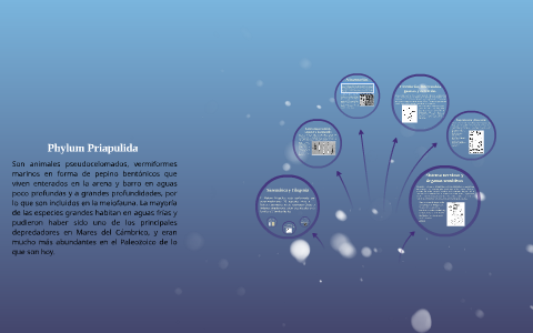 Phylum Priapulida by Daviid Jmnz on Prezi