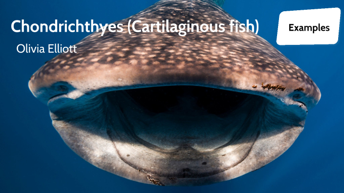 Chondrichthyes by OLIVIA ELLIOTT on Prezi