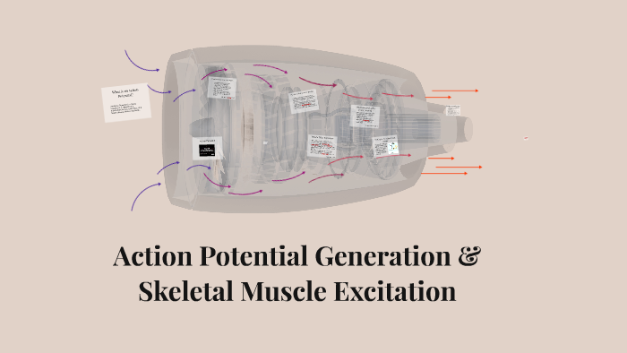 Action Potential and Skeletal Muscle Excitation by Cody Eldridge on Prezi