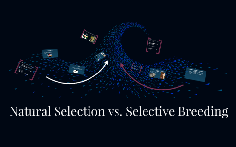Natural Selection vs. Selective Breeding by Angel Johnson on Prezi