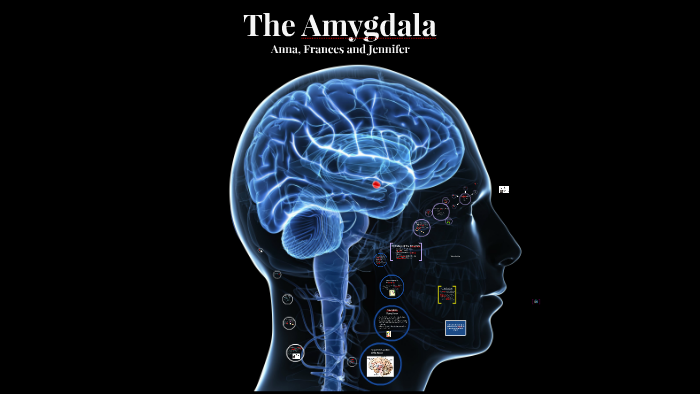 The Amygdala by Borbála Kis on Prezi