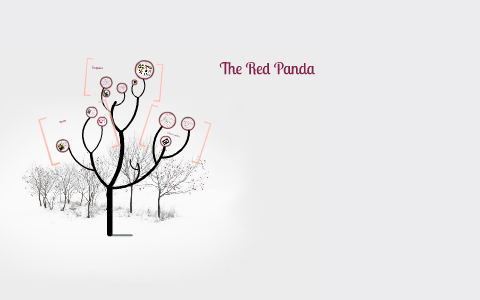 The Red Panda by on Prezi