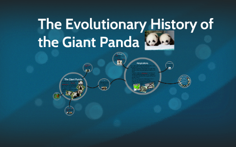 The Evolutionary History of the Giant Panda by Cassidy Strome on Prezi