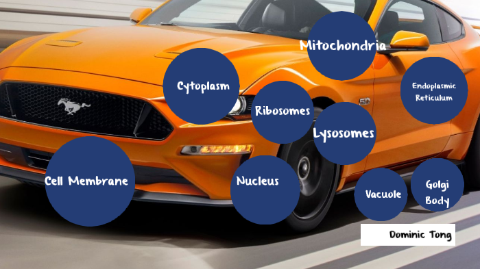 Cell Organelle Comparison To a Car by Dominic Tong on Prezi
