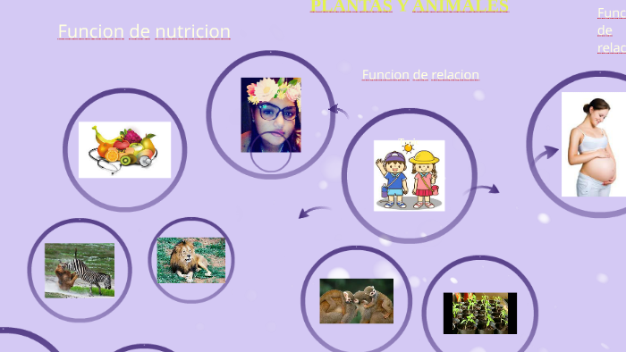 FUNCIONES VITALES EN PLANTAS Y ANIMALES by Mirian Arabelli Lara on Prezi