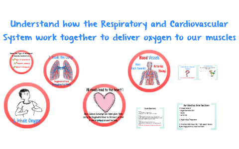 Unit 3 Lesson 2: How the Respiratory and Cardiovascular System work ...