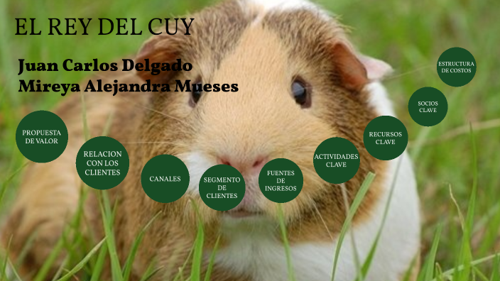 EL REY DEL CUY by Alejandra Mueses on Prezi