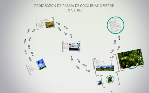 PRODUCCION DE PALMA DE COCO ENANO VERDE by alberto martinez on Prezi