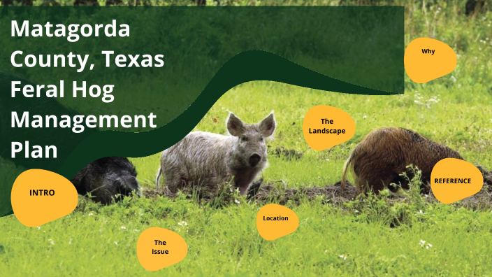 Matagorda County, Texas Feral Hog Management Plan by loren reece on Prezi