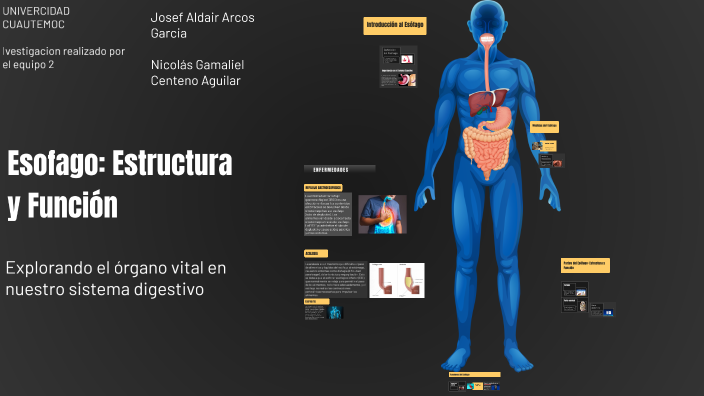 Esofago: Estructura y Función by Josef Arcos on Prezi