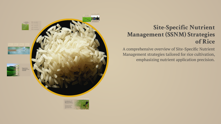 Site-Specific Nutrient Management (SSNM) Strategies of Rice by Yasiru ...