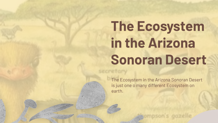 The Ecosystem in the Arizona Sonoran Desert by Tania Salsabila on Prezi