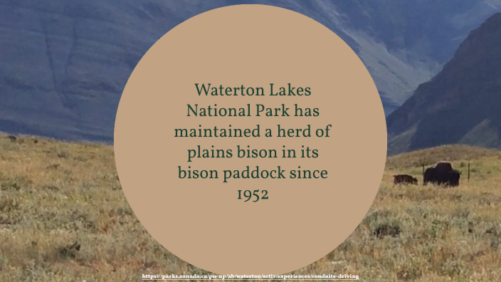 Bison Paddock Loop Road by Deborah McIntyre on Prezi