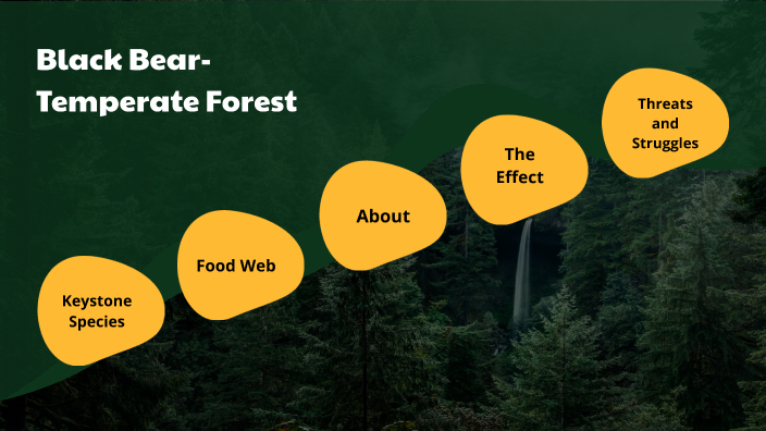 Black Bear-Temperate Rainforest by Quynh Dam on Prezi