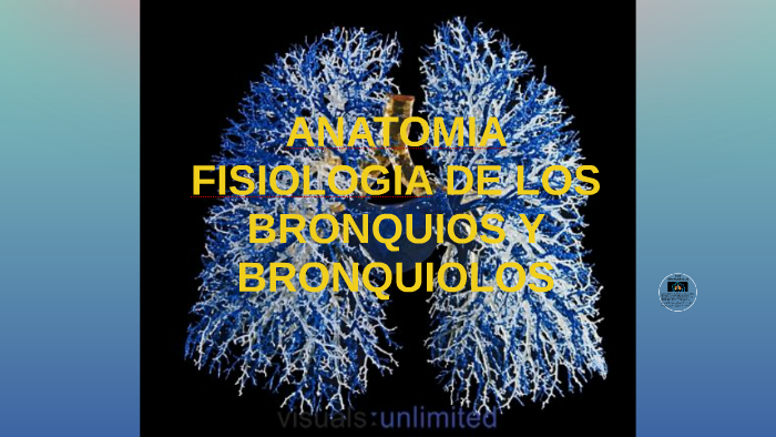 BRONQUIOS Y BRONQUIOLOS by alejandra garcia ortiz on Prezi