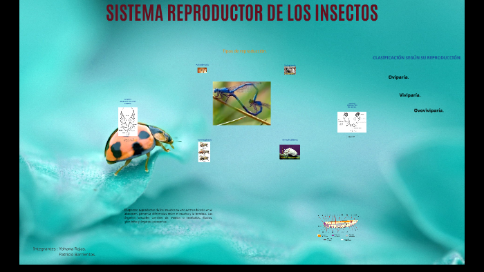 SISTEMA REPRODUCTIVO DE LOS INSECTOS by patricio barrientos on Prezi