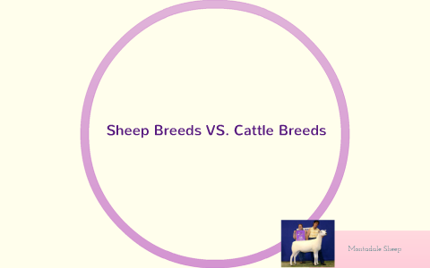 Sheep Breeds VS. Cattle Breeds by Teah Torres on Prezi