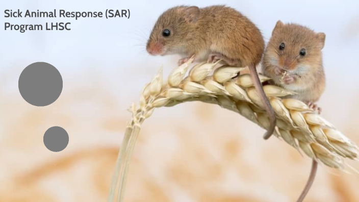 Sick Animal Response (SAR) Program by Taylor Robbins on Prezi