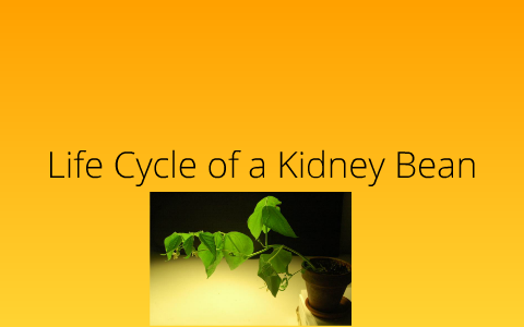 Life Cycle of a Kidney Bean by megan hastad on Prezi