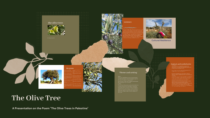 The Olive Tree by Razan Haza on Prezi