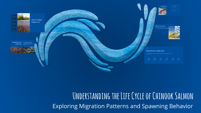 Understanding the Life Cycle of Chinook Salmon by Marlene Keltner on Prezi