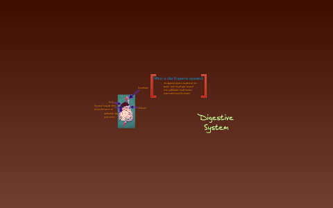 Digestive System by Lucas Hofman on Prezi