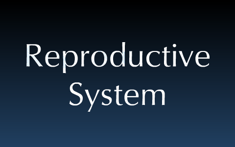Reproductive System by Jennifer Fraire on Prezi