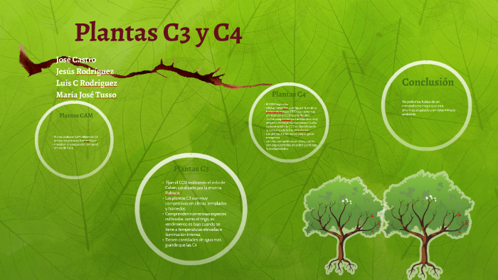 Plantas C3 y C4 by Maria José Tusso Paez on Prezi